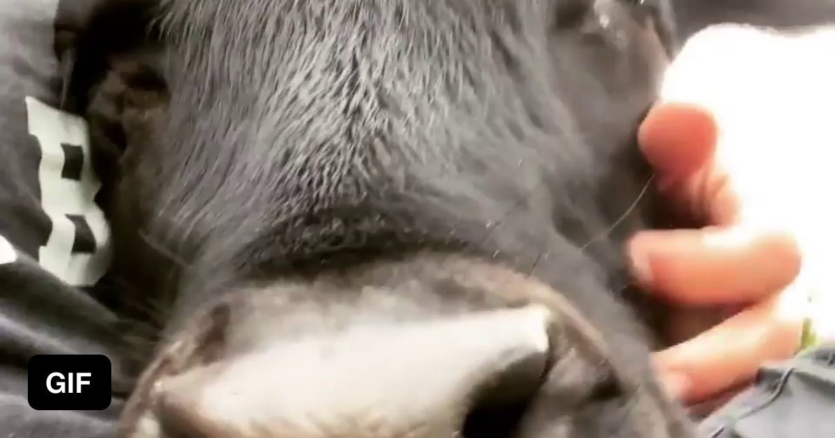 Snuggle Cow - 9GAG
