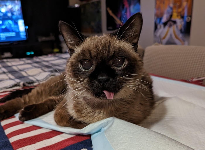 Her majesty, 17 years old, confused, toothless - 9GAG