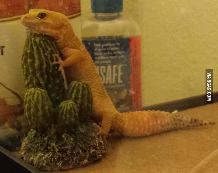 "I love you, cactus." - 9GAG