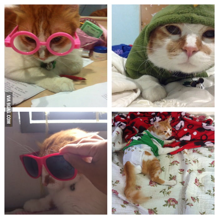 Swag cat iz swag - 9GAG