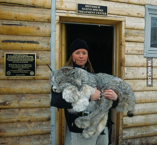 That's one big kitty! - 9GAG
