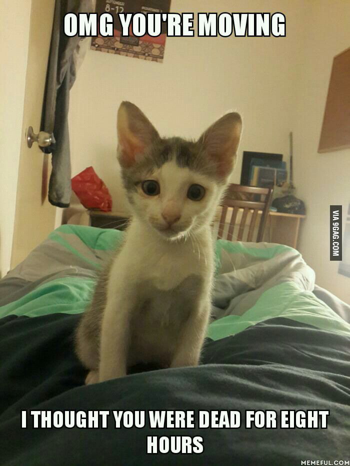 "concerned cat", a new meme? - 9GAG