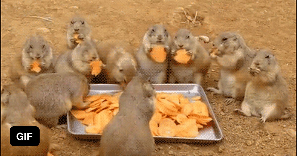Some gophers enjoying a snack - 9GAG