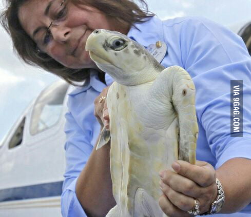 I'll just leave it here, a turtle without its shell - 9GAG