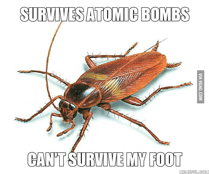 Bad luck cockroach - 9GAG