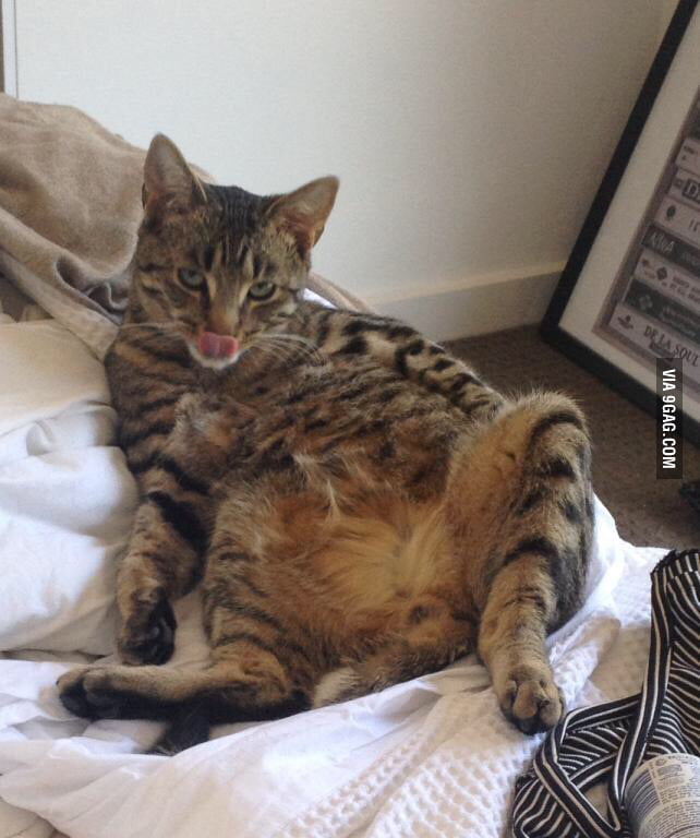 My buddy's cat is a total creep - 9GAG
