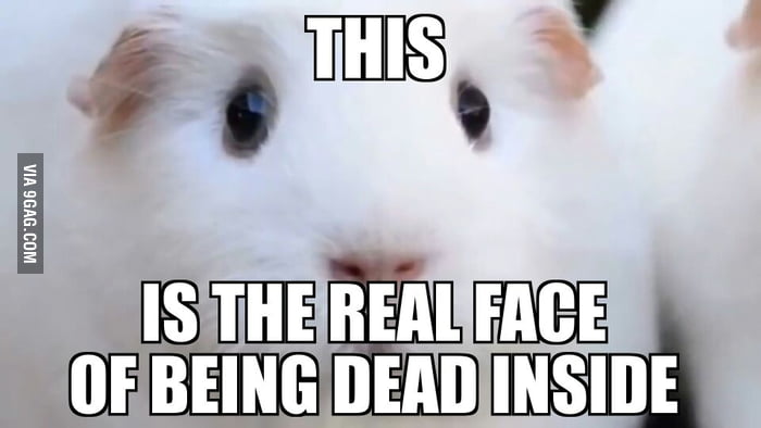 This is the face of a disappointed Guinea pig - 9GAG