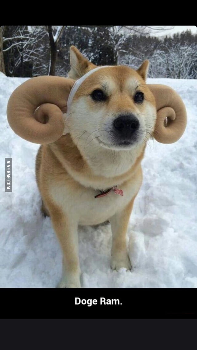 Doge Ram - 9GAG