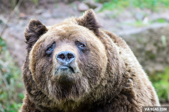 Sad looking bear - 9GAG
