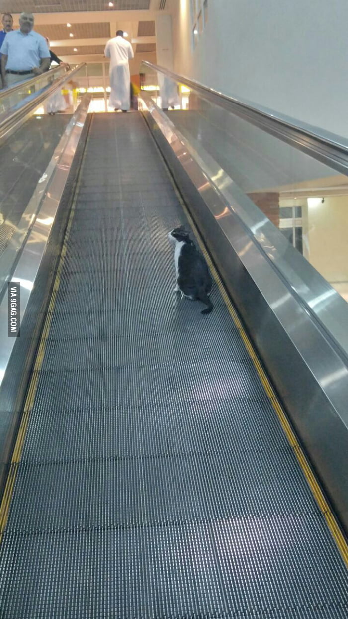 Cat using travelator at the mall! Thats one cool kitty - 9GAG