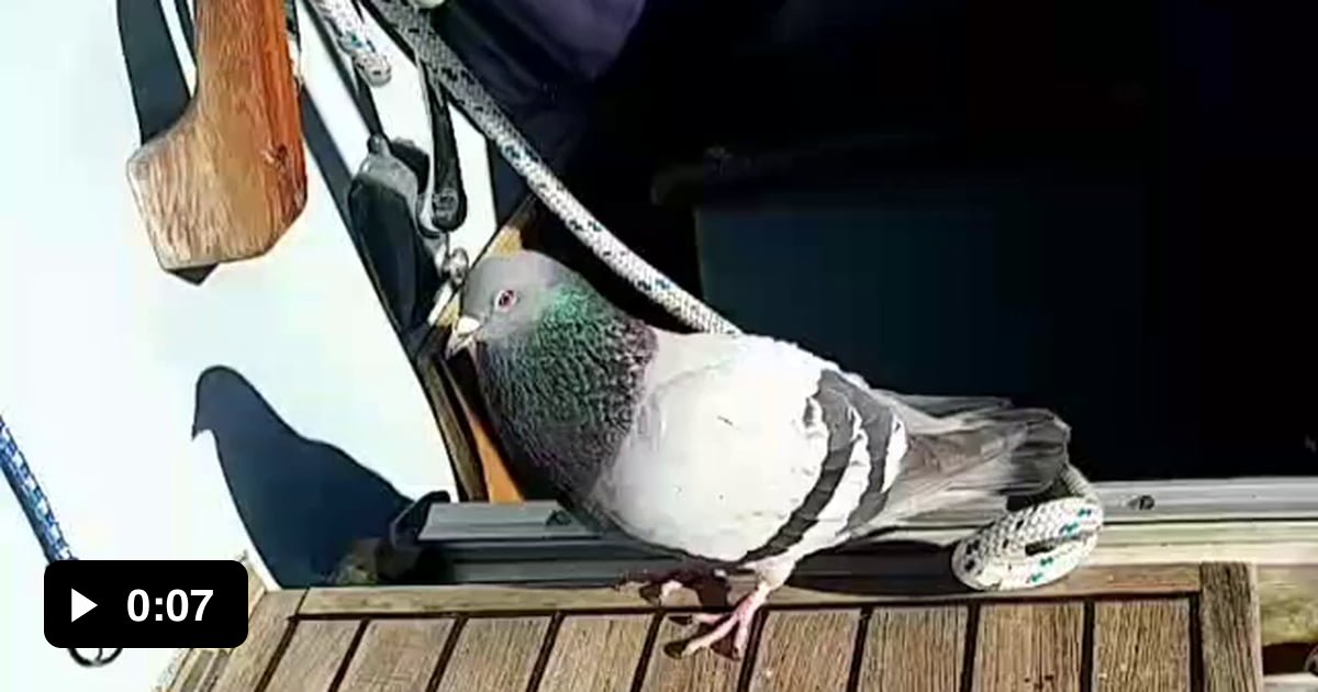 Poor pigeon pal rescued from the water - 9GAG