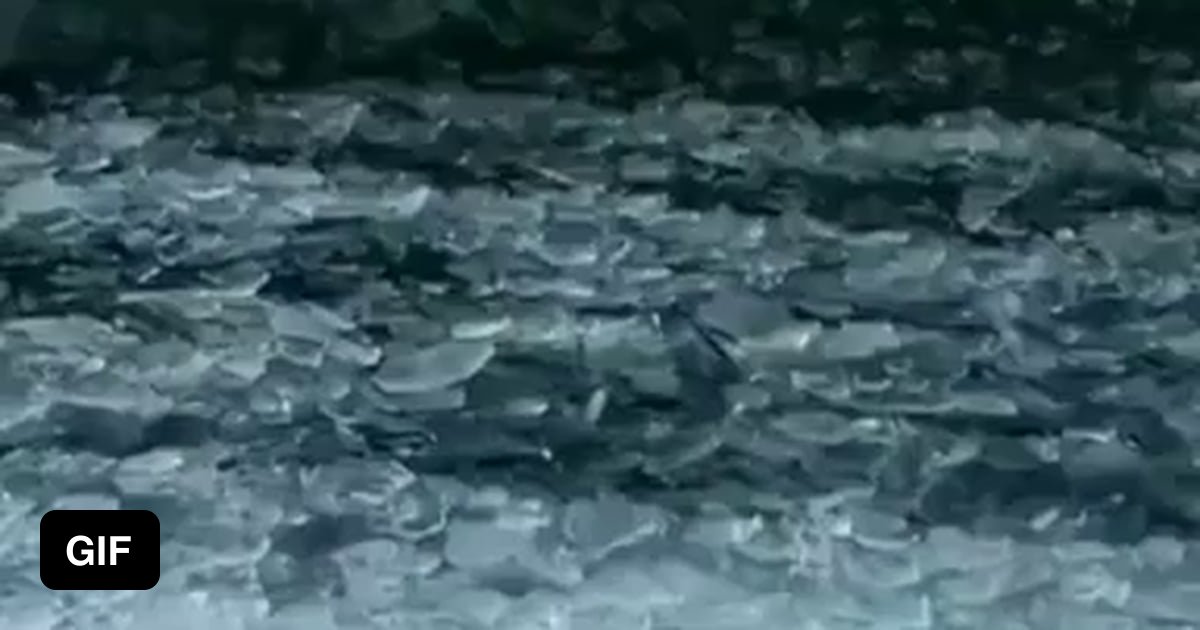 Awesome but still freaky (imagine being in that water) - 9GAG