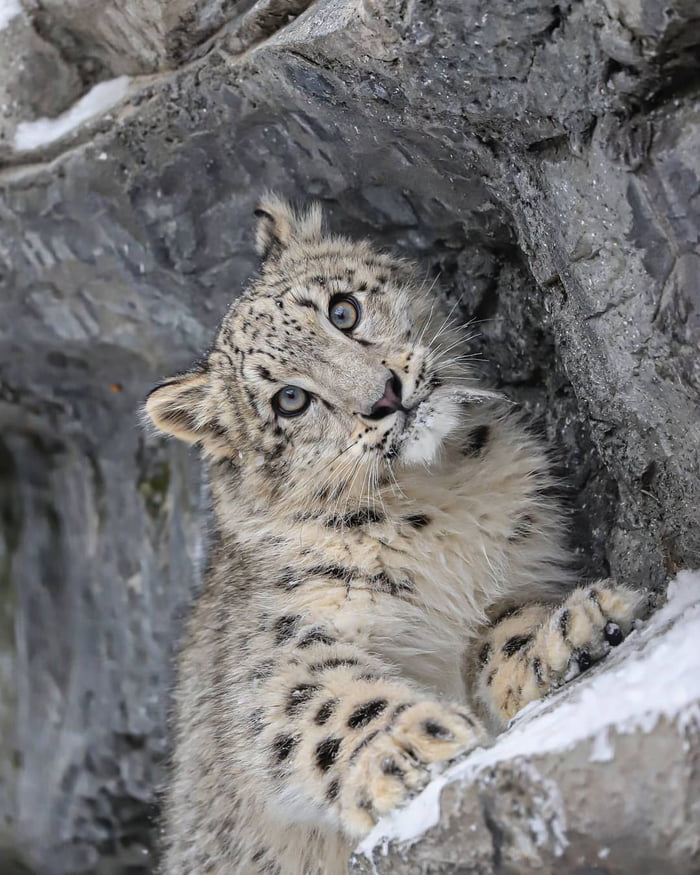 Adorable Leopard Cub - 9GAG
