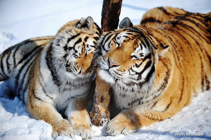 Tigers use their tails to communicate with one another. A tiger is ...