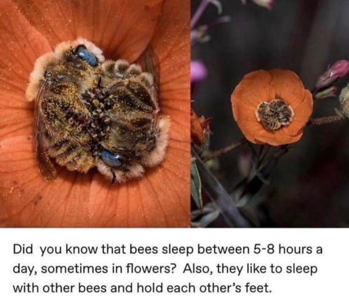 The cute habits of a bee! - 9GAG