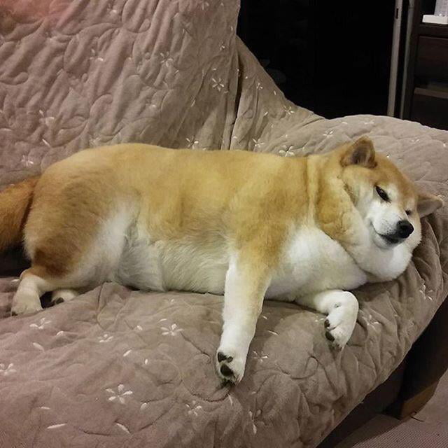 C h o n k - 9GAG