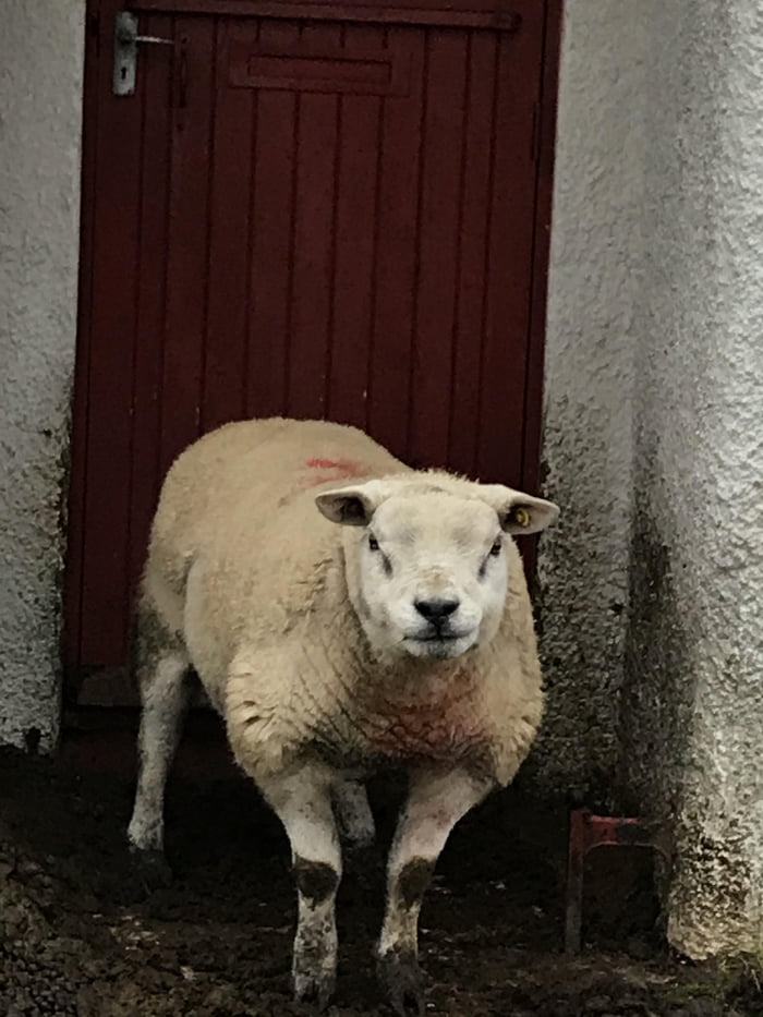 Came across this sheep that looks like an orc - 9GAG