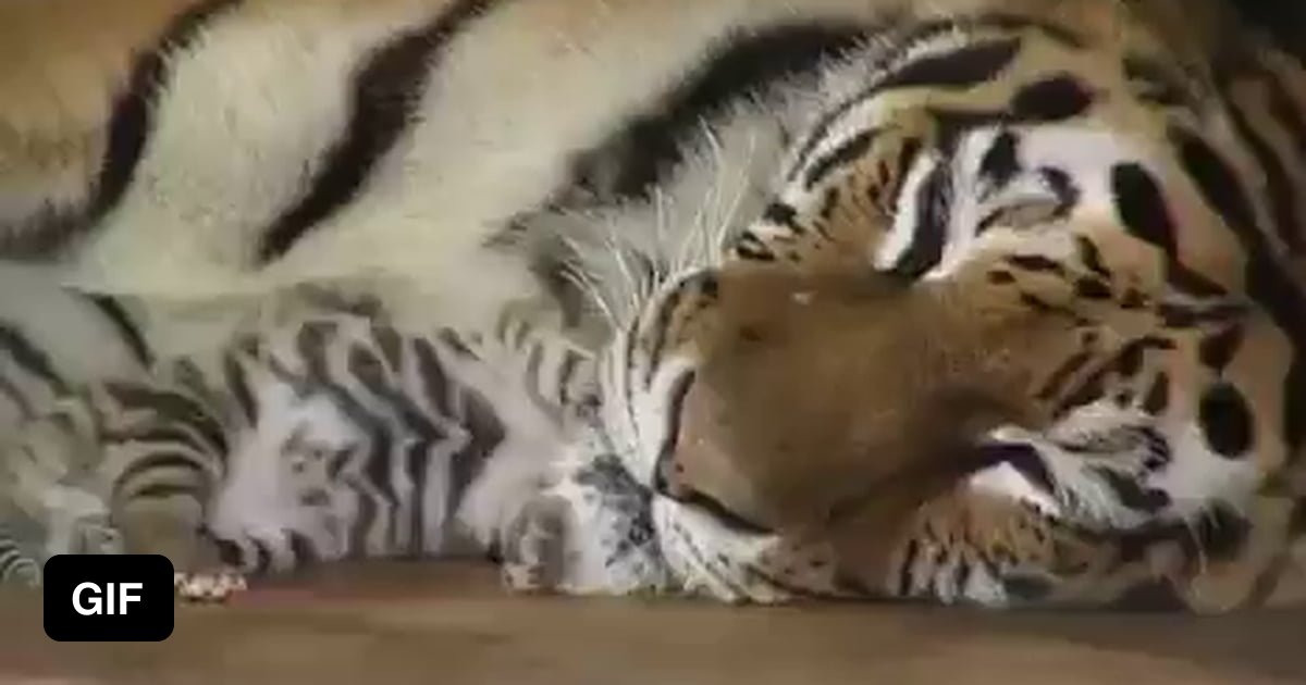 Tiger cub getting a bath - 9GAG
