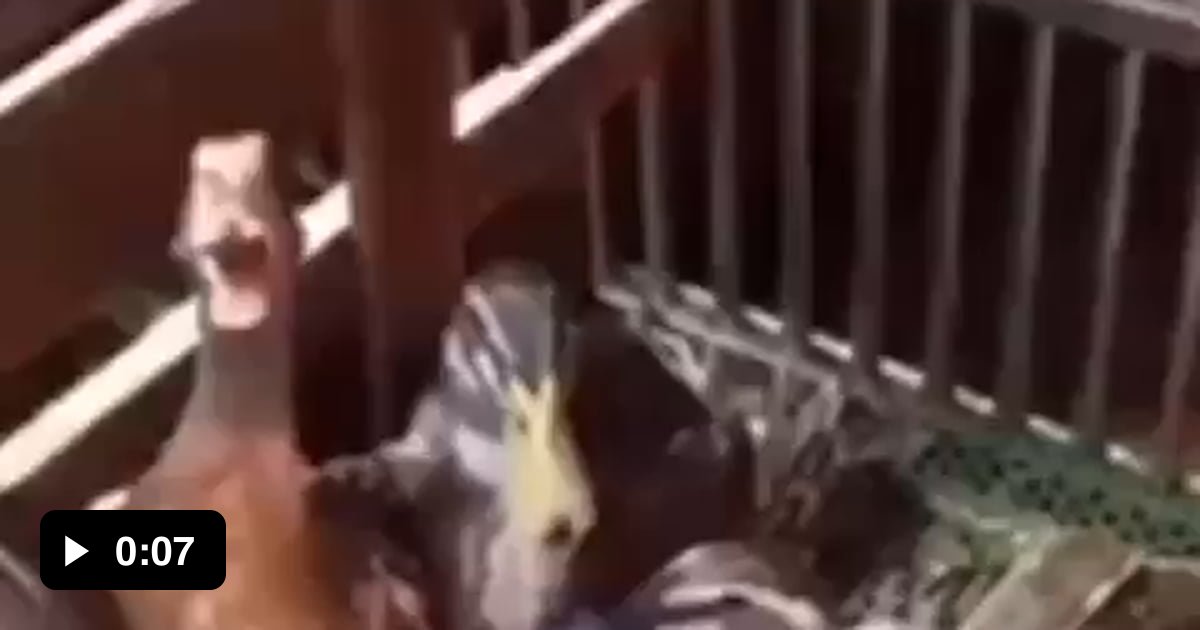 Real evil duck - 9GAG