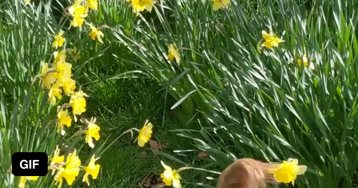 Happy pupper power - 9GAG