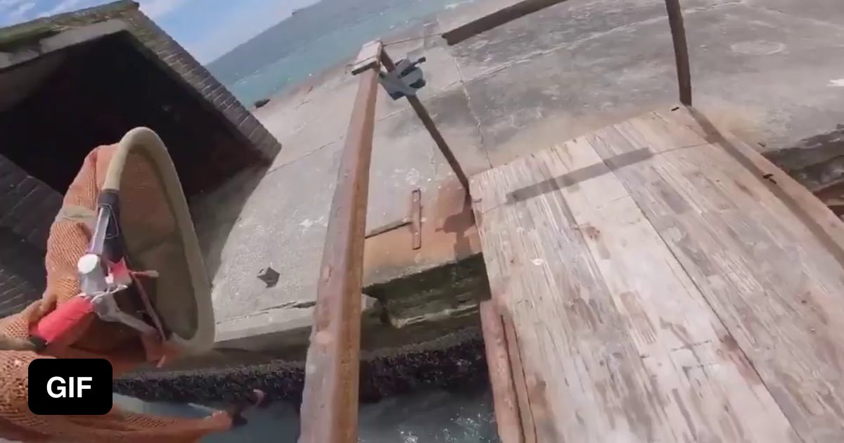 How to unseal a seal - 9GAG