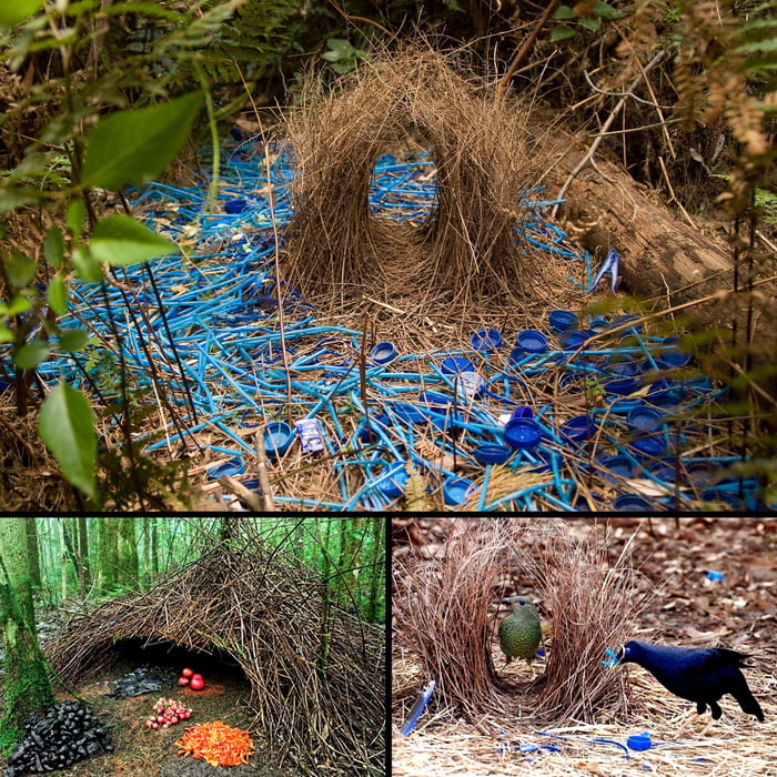 This bird’s mating displays are elaborate, involving architecture, art ...