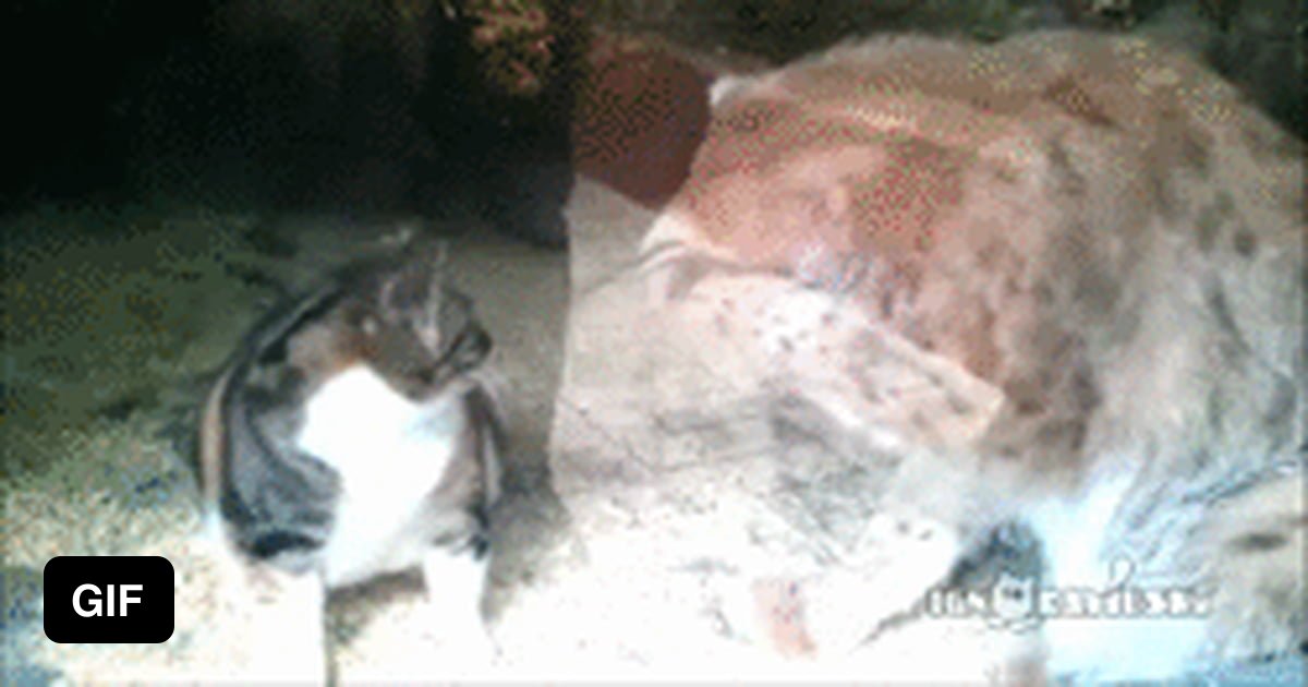 Stray cat escapes into a zoo and develop friendship with other cats - 9GAG