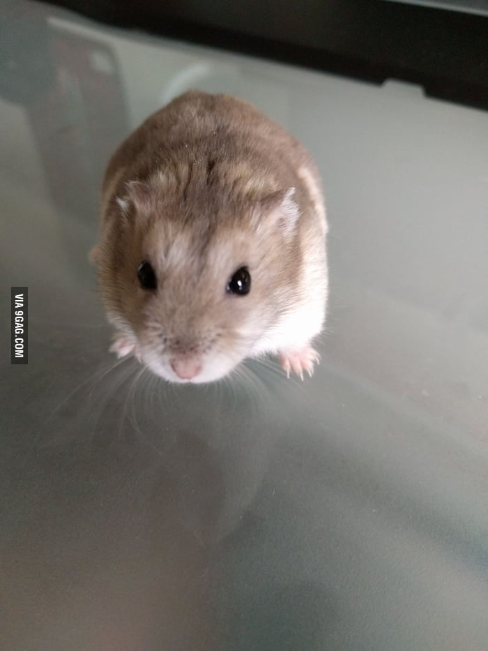 Rate my hamster - 9GAG