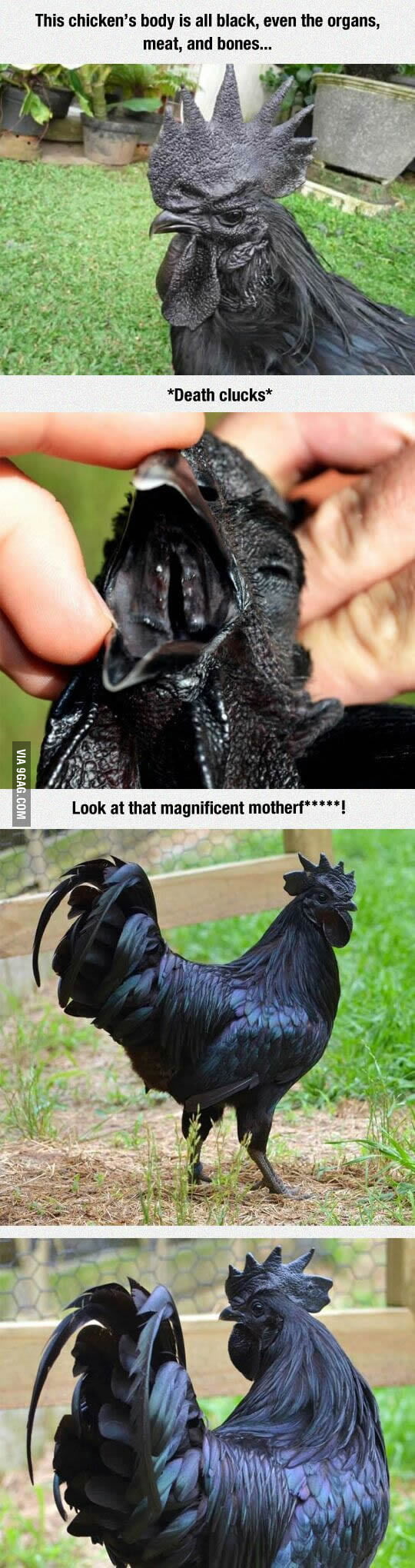 Magnificent Cock 9gag