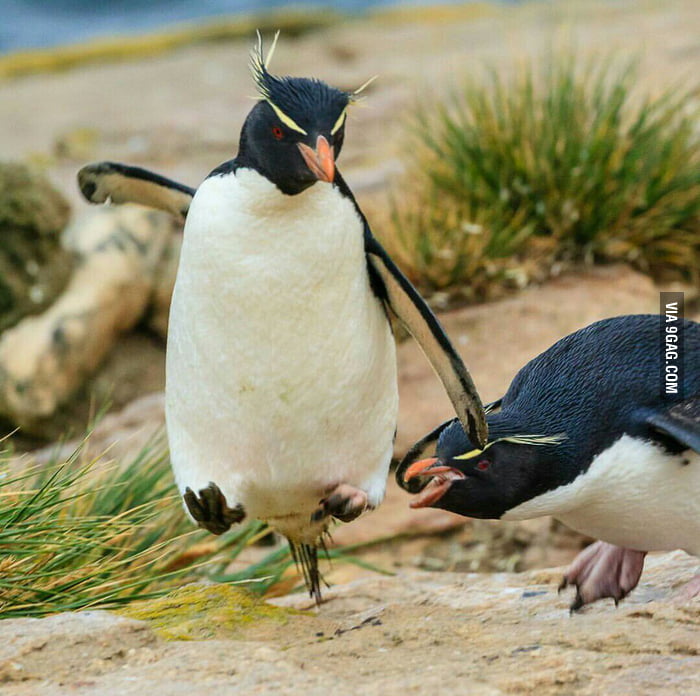 Here's a penguin karate chopping another penguin. You just saw awesome ...