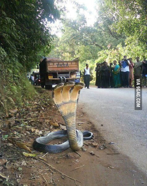 Once is enough, two is too much and three is a poison that can kill a ...