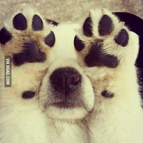 Help me name this shy doge - 9GAG