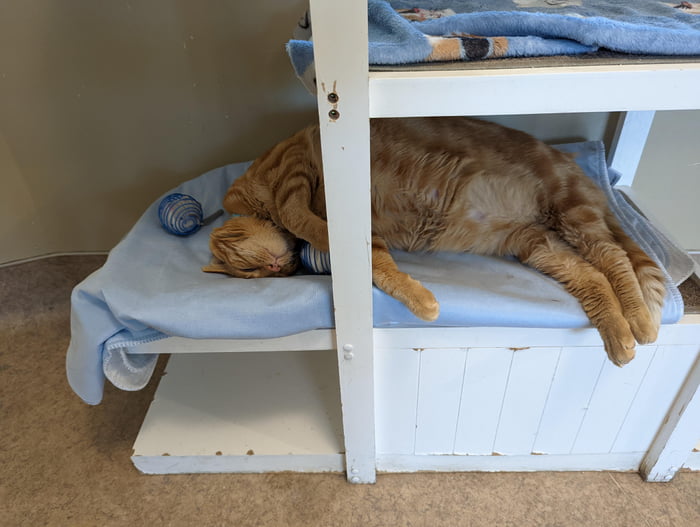 Thinking of adopting this 26 lb cat. Looking for a good name. - 9GAG