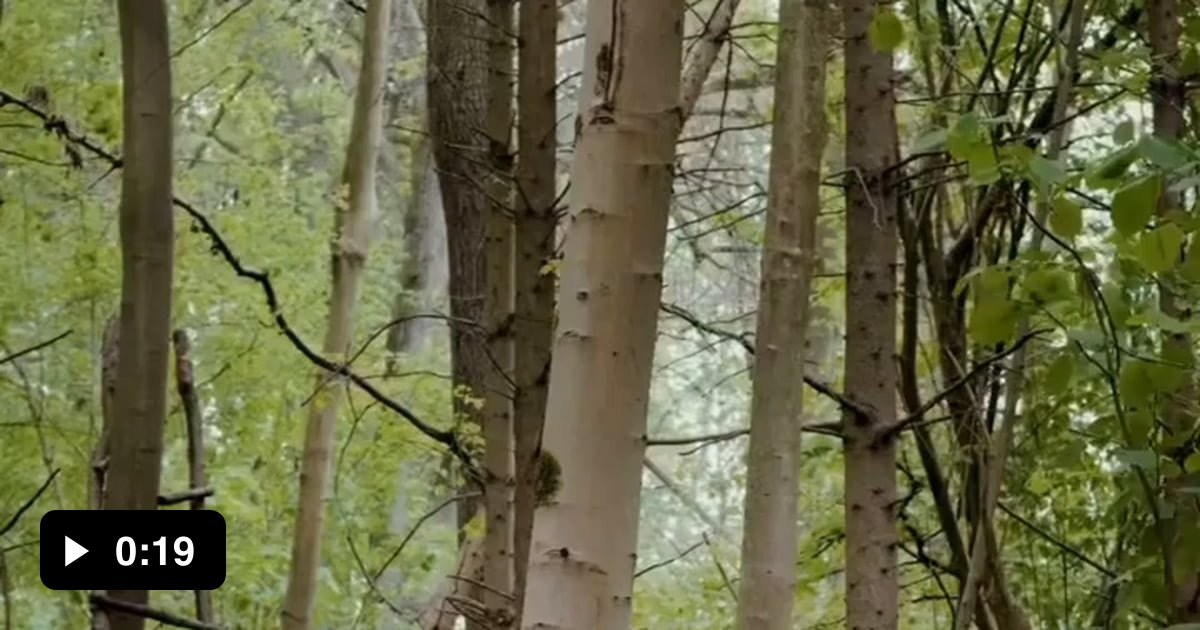 A microphone capturing the sounds of a tree. Trees can make creaking ...