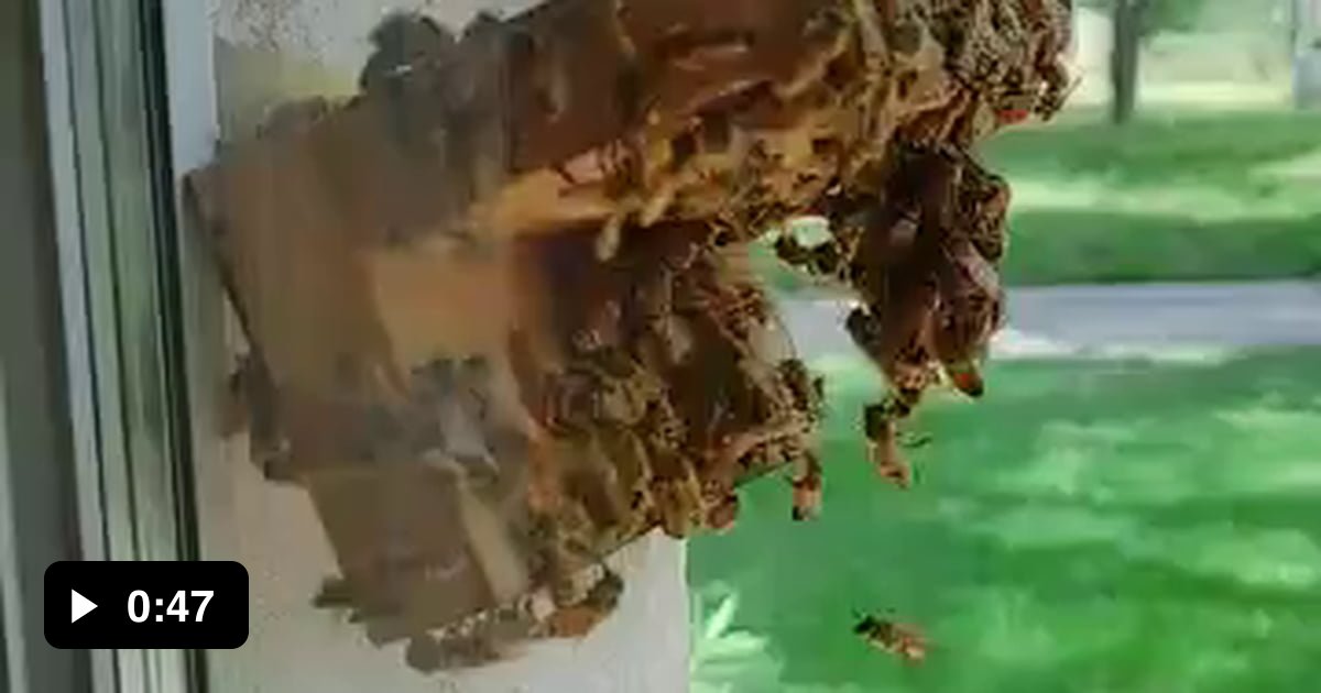 Home is where honey bee - 9GAG