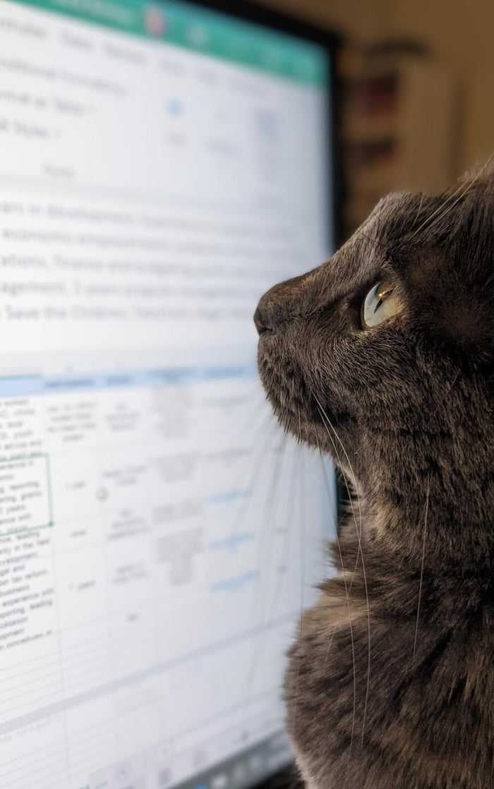 Spreadsheet cat, continues to excel - 9GAG