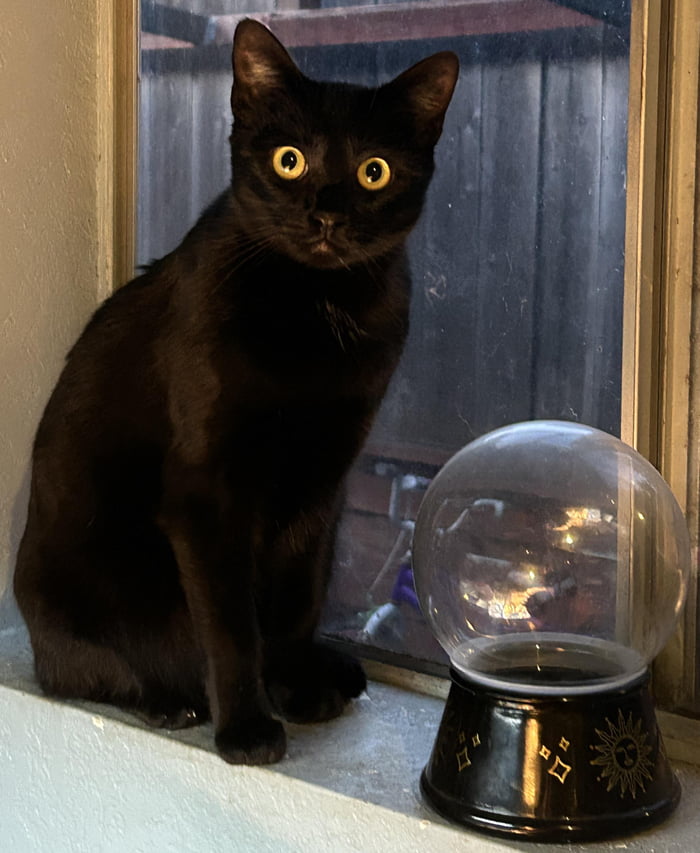 Uni the fortune telling cat - 9GAG