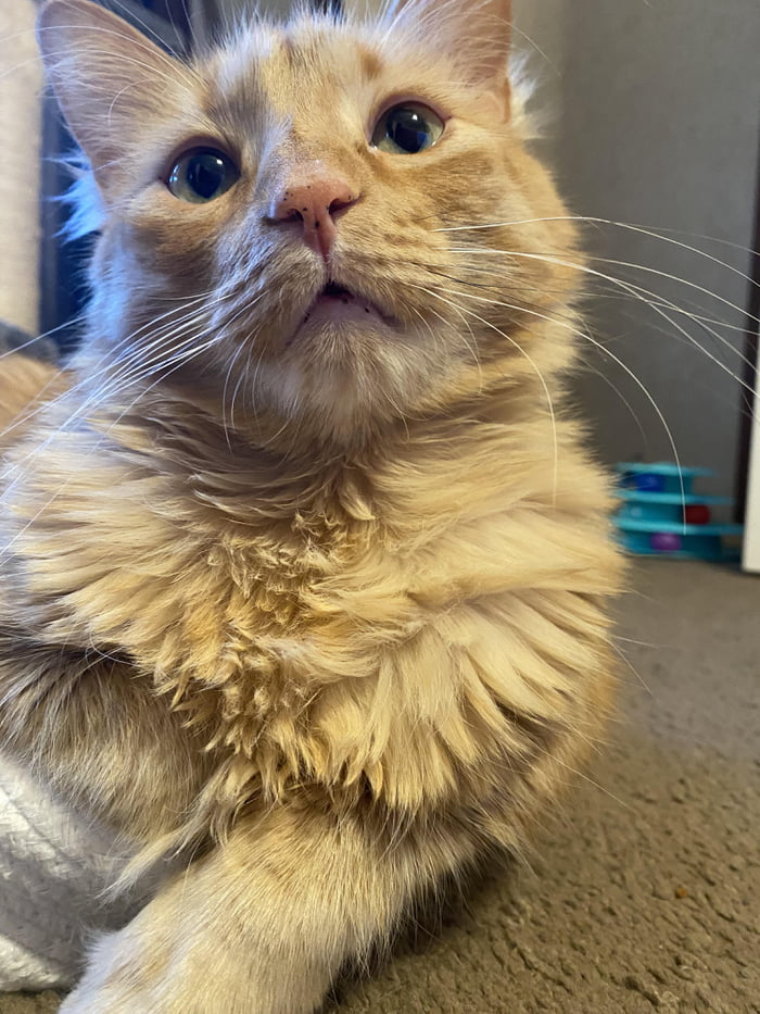 Just a fluffy boy in his basket. - 9GAG