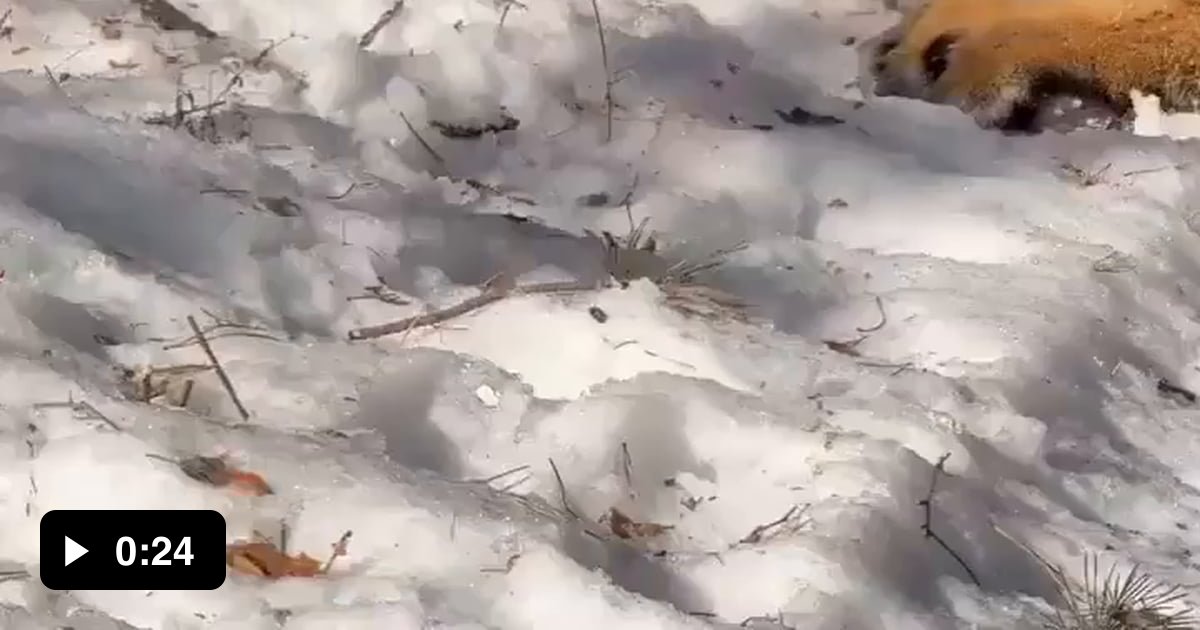 Tiger sharpening its claws - 9GAG