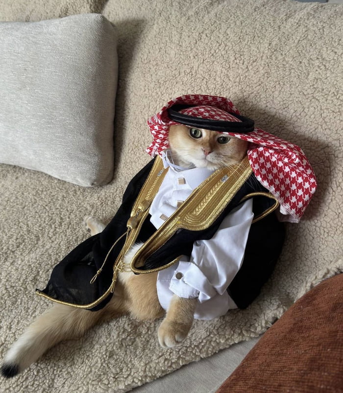 Arab cat - 9GAG