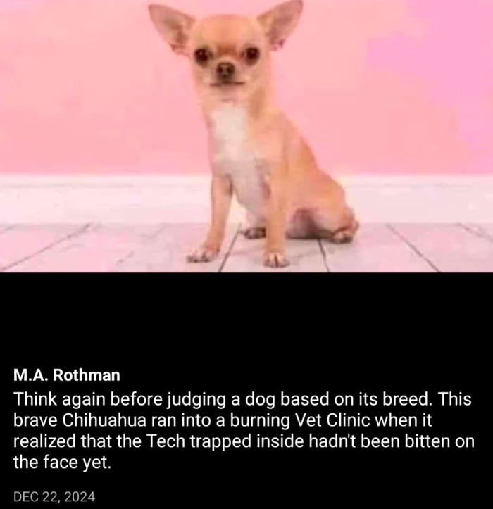 Don't Judge a Dog By Their Breed - 9GAG