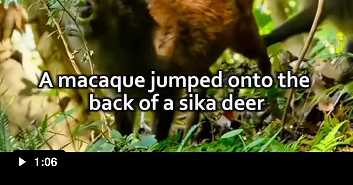 Monkey business - 9GAG