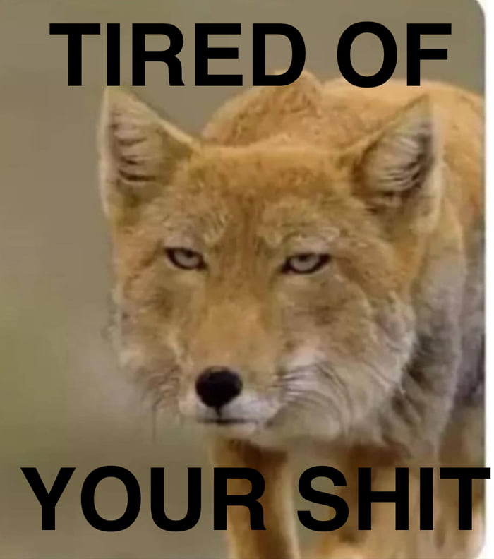 Tibetan Fox always have that judging you face - 9GAG