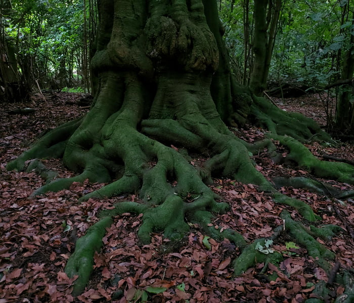 Ancient Kahikatea Root System. Manawatu, New Zealand🇳🇿 (Resolution ...