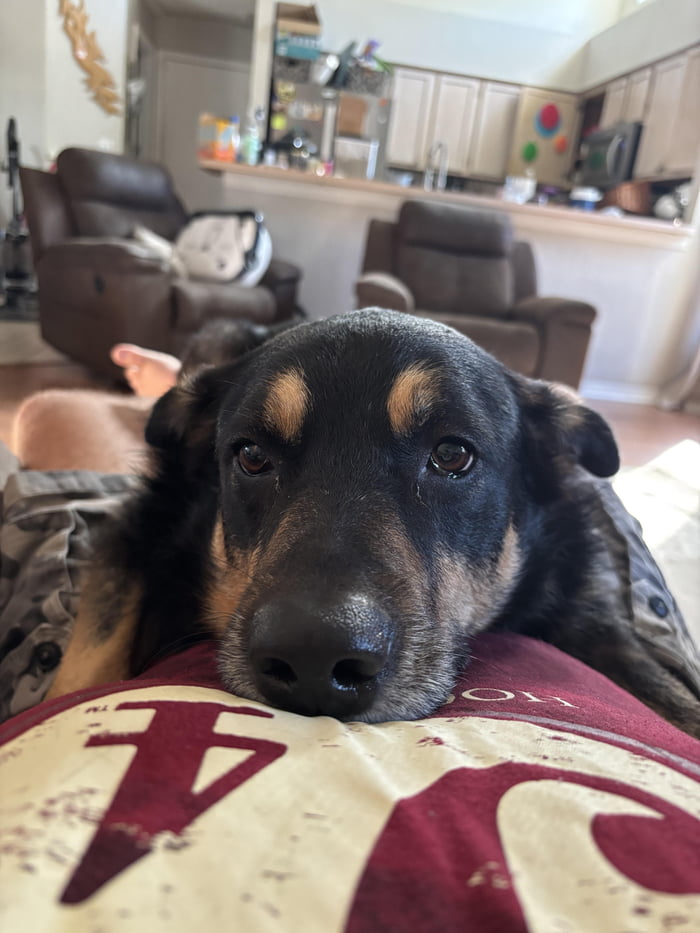 Ultra Rare snuggly pupper - 9GAG