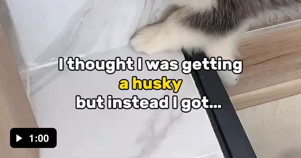 Such an adorable Pomsky pupper - 9GAG