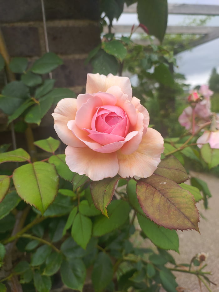 Sharing my flower gallery day 120 - 9GAG