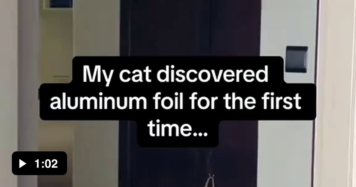 Cats vs aluminium foil. - 9GAG