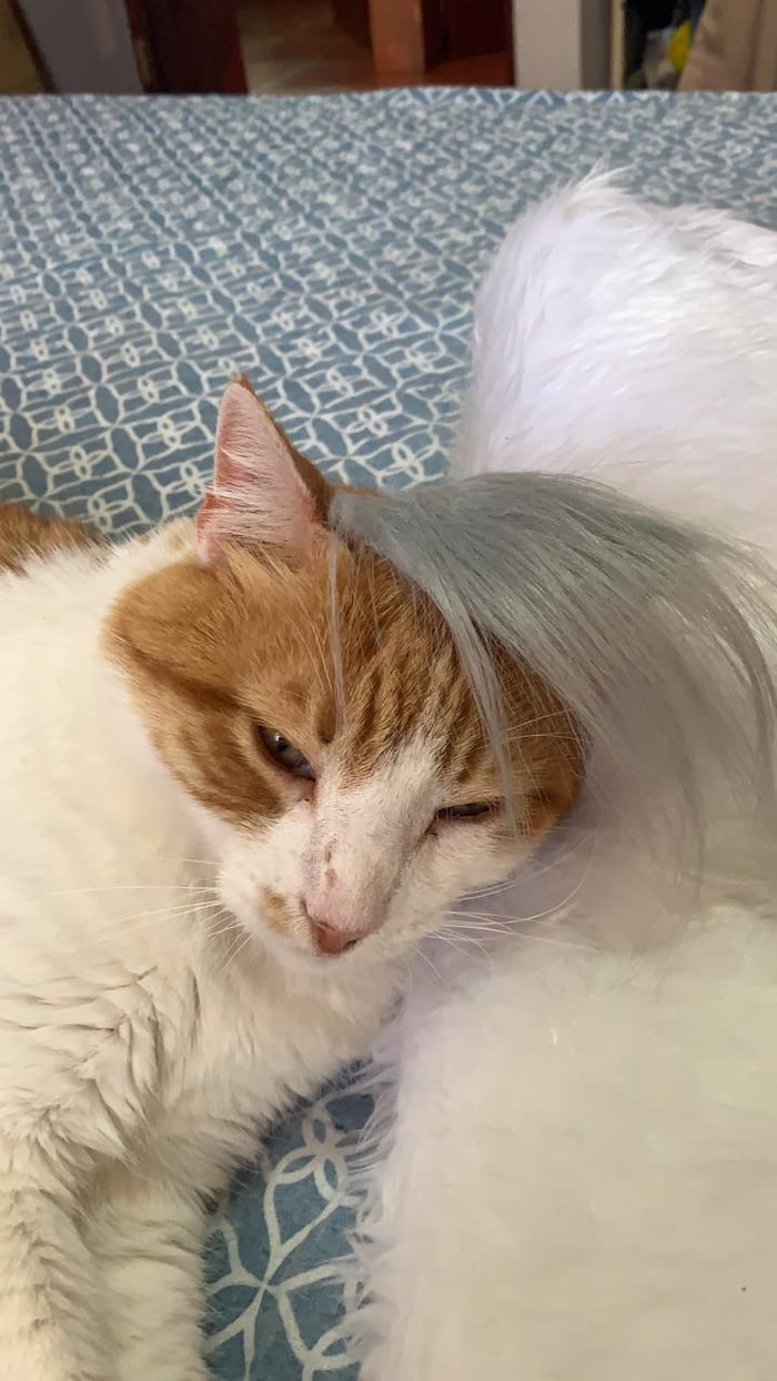 Emo cat is emo - 9GAG