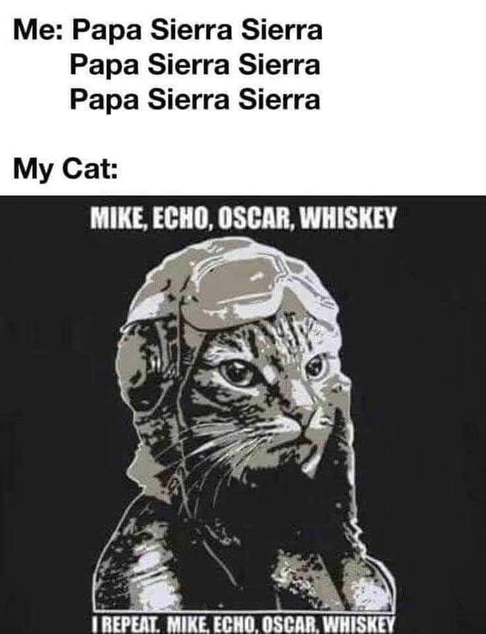NATO Cat - 9GAG